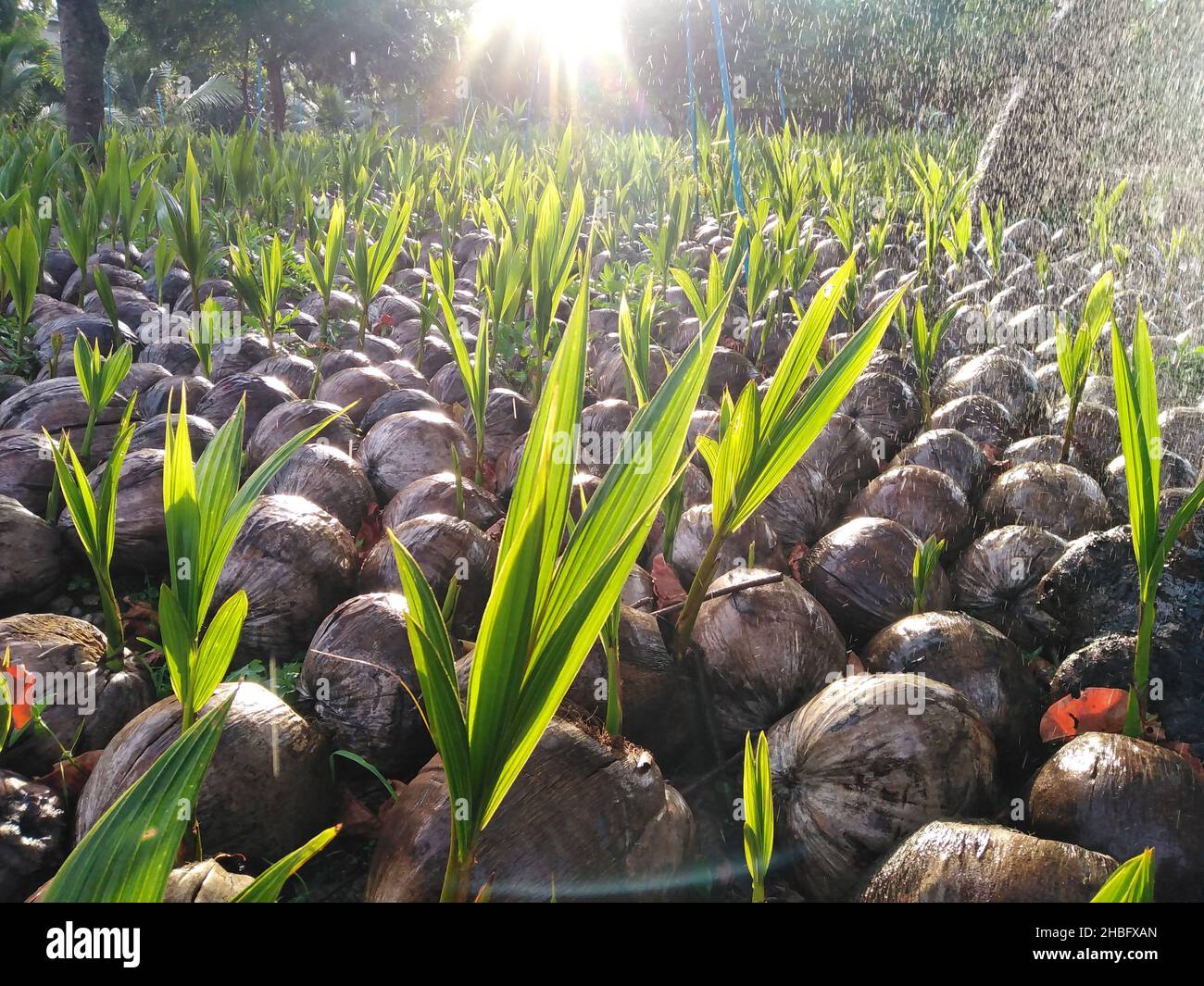 Coconut saplings hi-res stock photography and images - Alamy