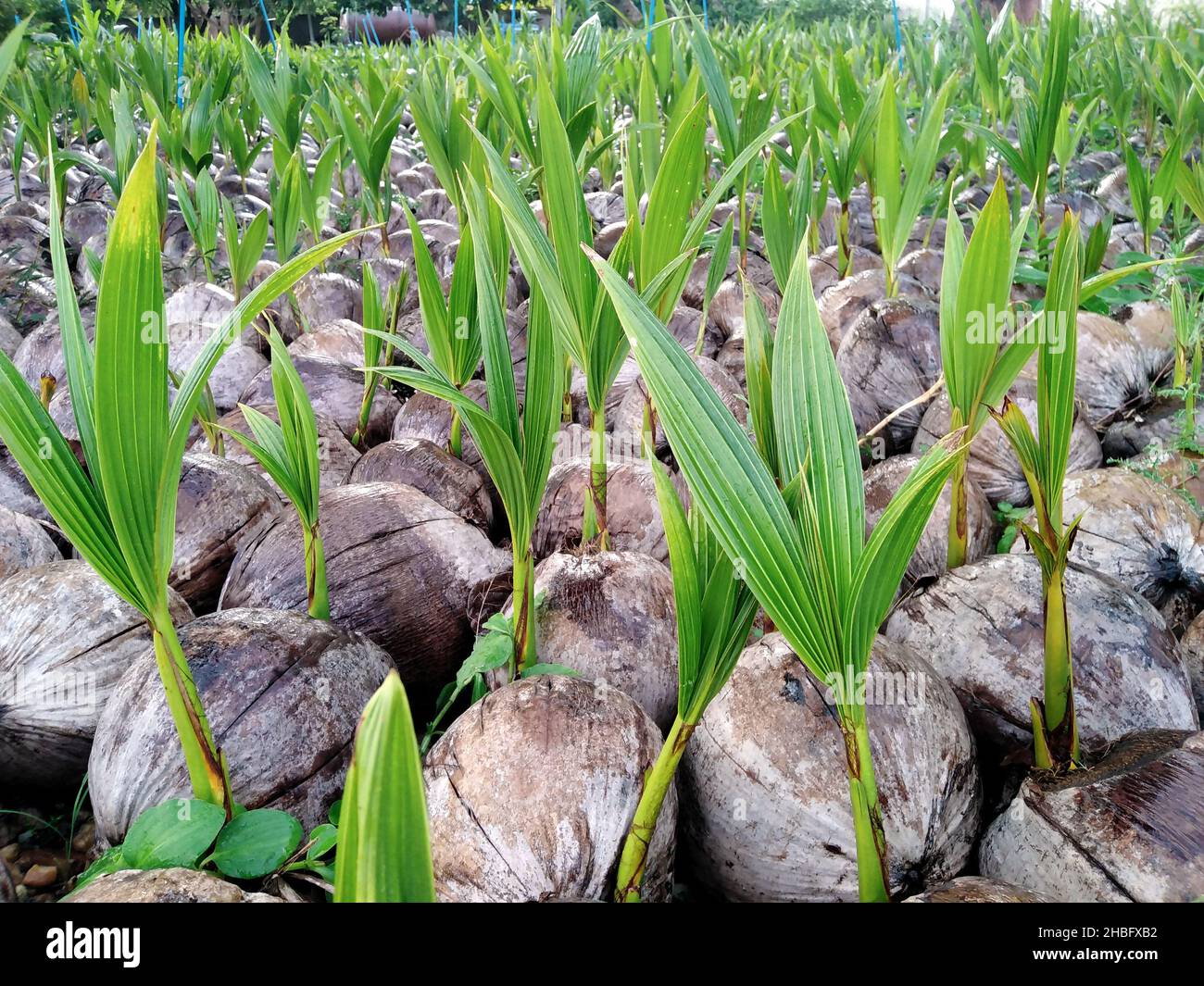 Coconut saplings hi-res stock photography and images - Alamy