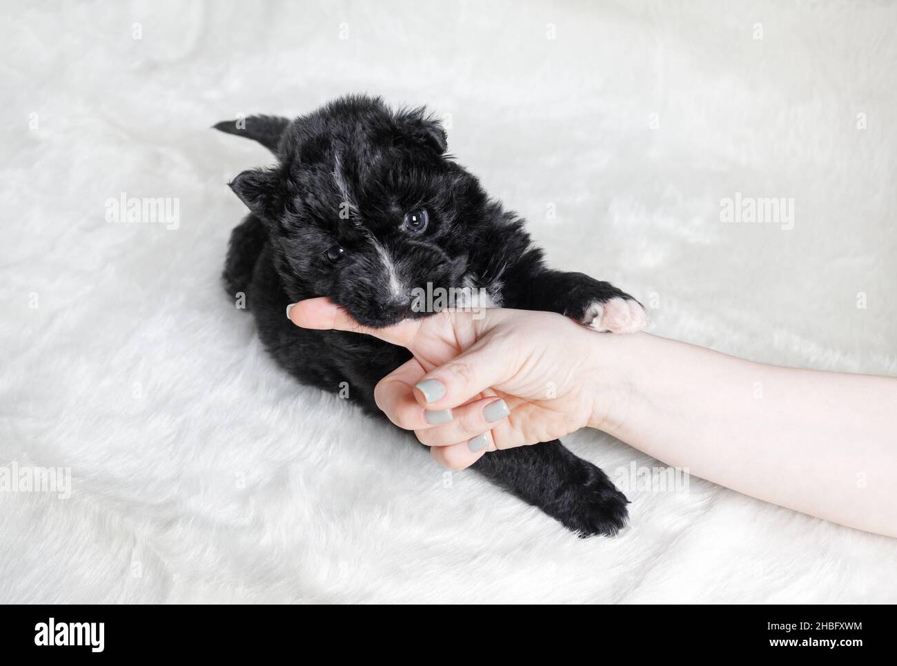 Playful black puppy dog bites female hand Stock Photo - Alamy