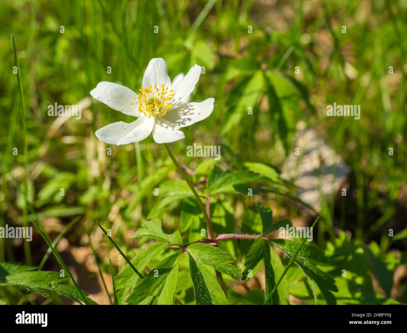 Spring forest landscape with fresh windflowers outdoors Stock Photo - Alamy