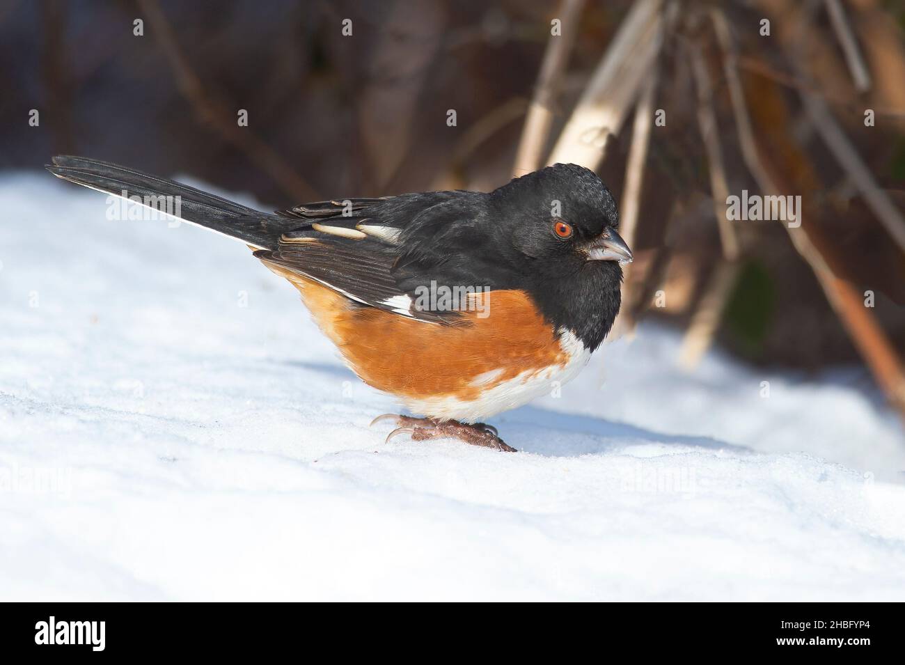 Female eastern towhee hi-res stock photography and images - Alamy