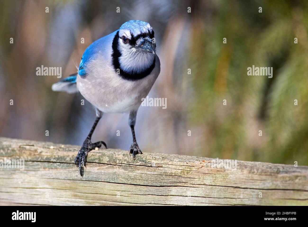 Jay on a fence hi-res stock photography and images - Alamy