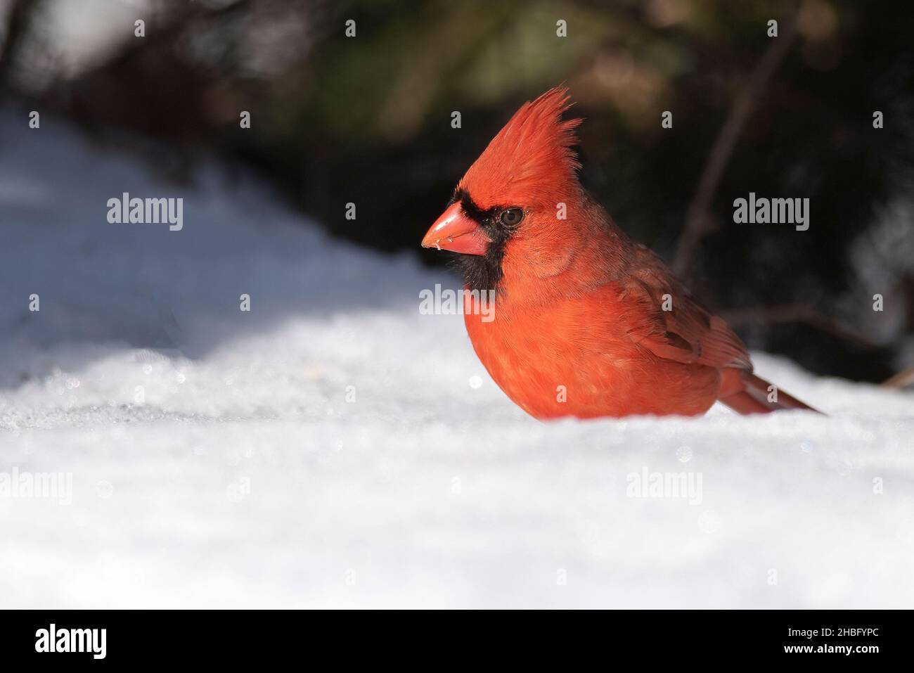 Cardinal with snow in the beak hi-res stock photography and images - Alamy