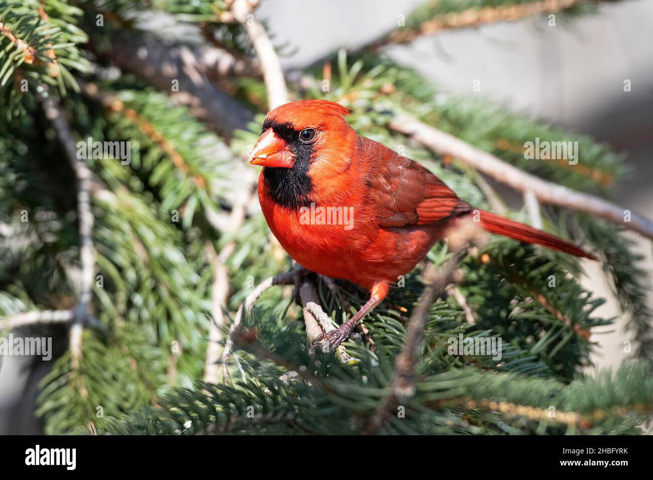 Male and female cardinal in tree hi-res stock photography and images ...