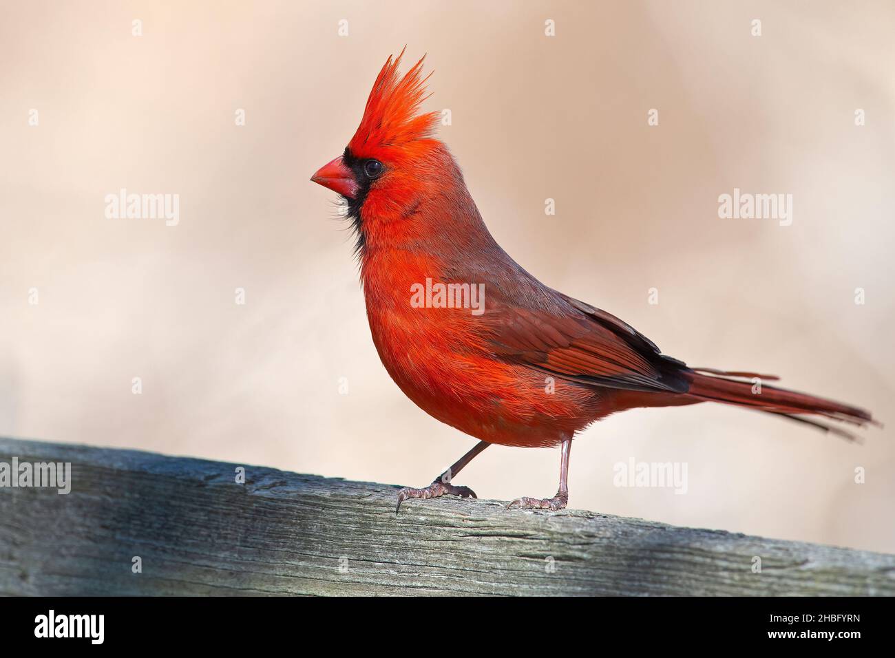 Male Northern Cardinal Standing on Fence Stock Photo - Alamy