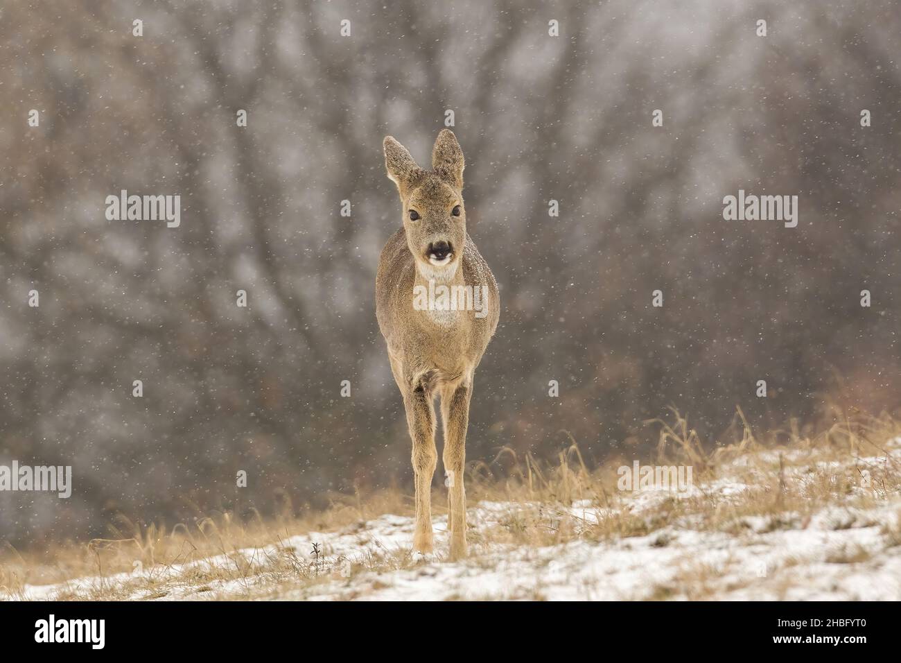 Immature roe deer moving on white glade during snowing Stock Photo - Alamy