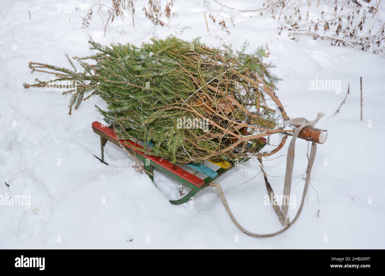 A Christmas tree on a sledge. Carrying home a Christmas tree on a snow ...