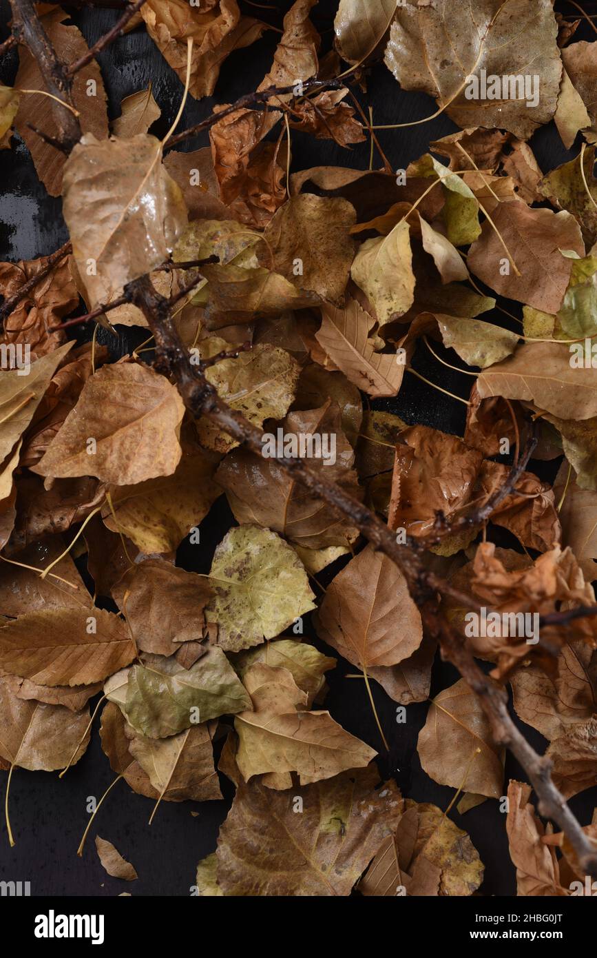 Autumn leaves scattered on floor Stock Photo - Alamy