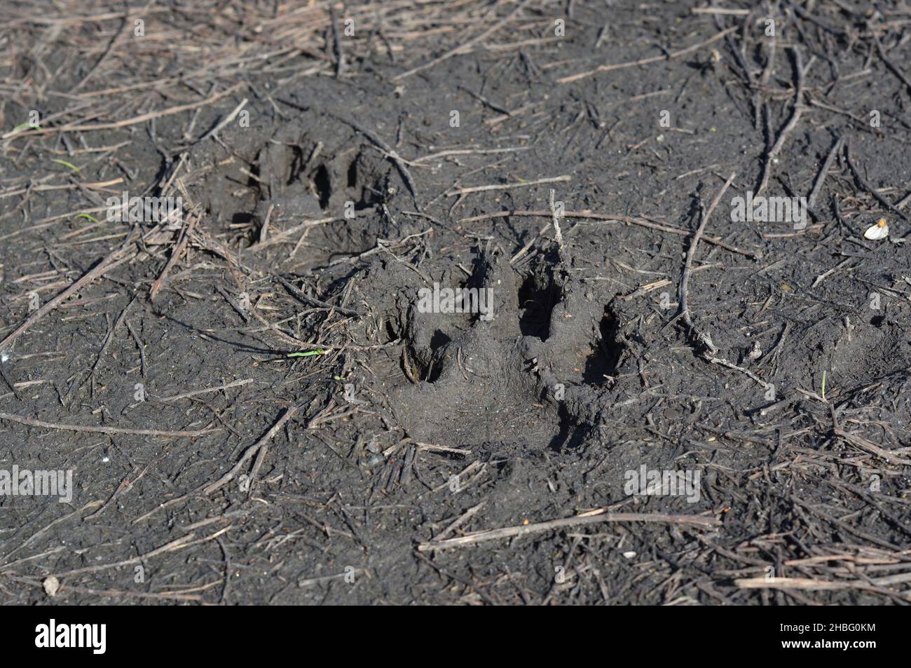 A domestic dog track, dog paw print on the ground Stock Photo - Alamy