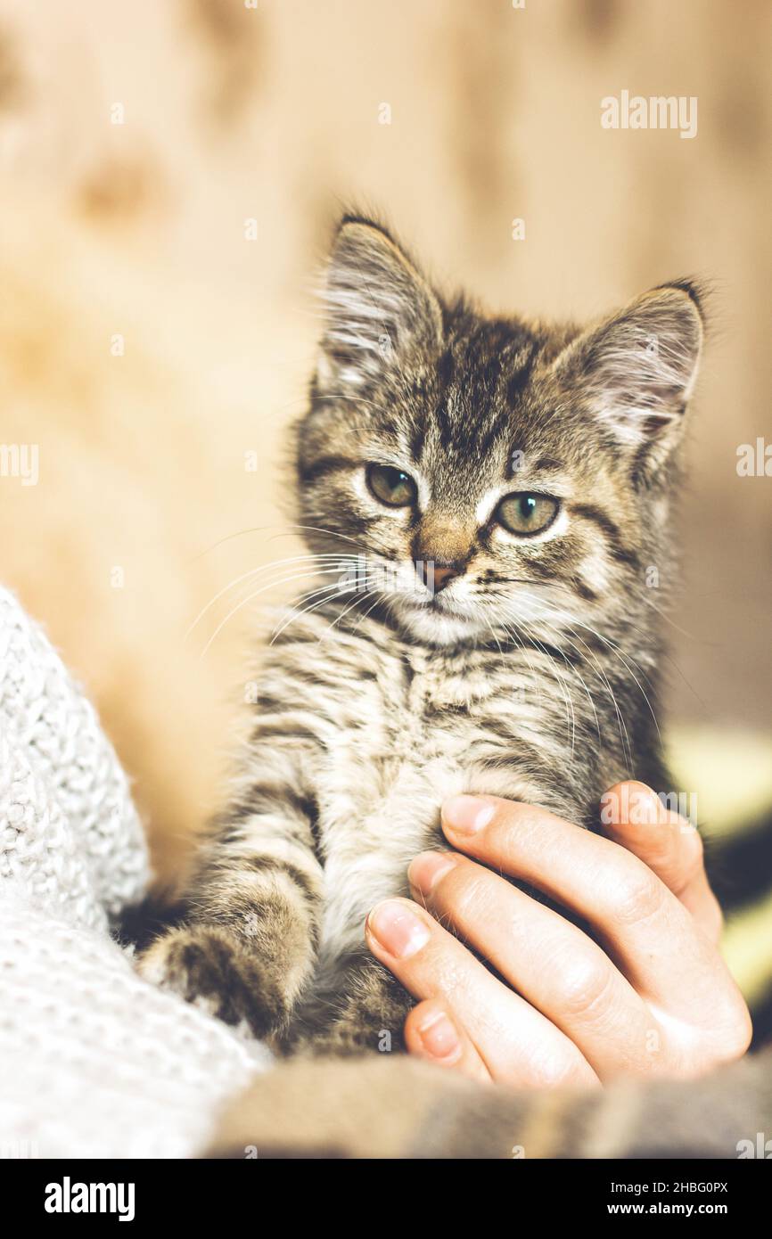 Little beautiful kitty in her arms. Favorite pet. Cat muzzle Stock ...