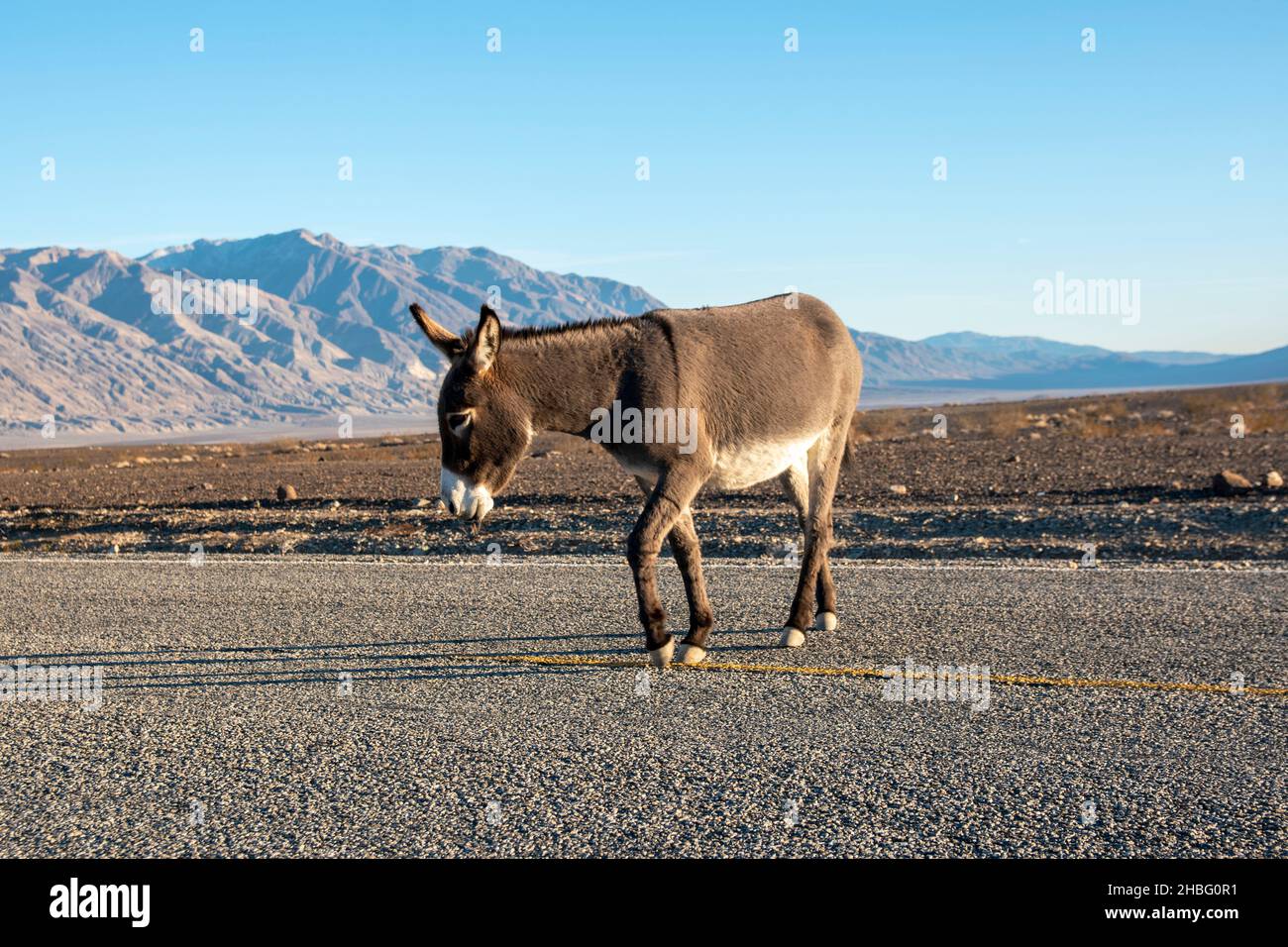 Wild burros live in the desert in and around Death Valley National Park ...