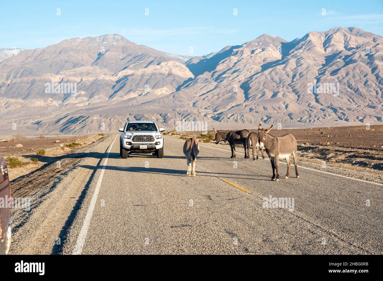 Wild burros live in the desert in and around Death Valley National Park ...