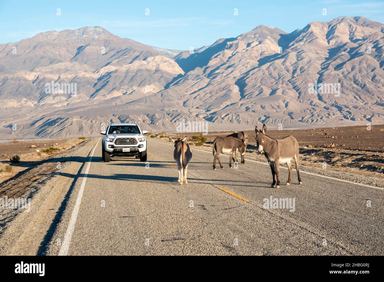 Wild burros live in the desert in and around Death Valley National Park ...