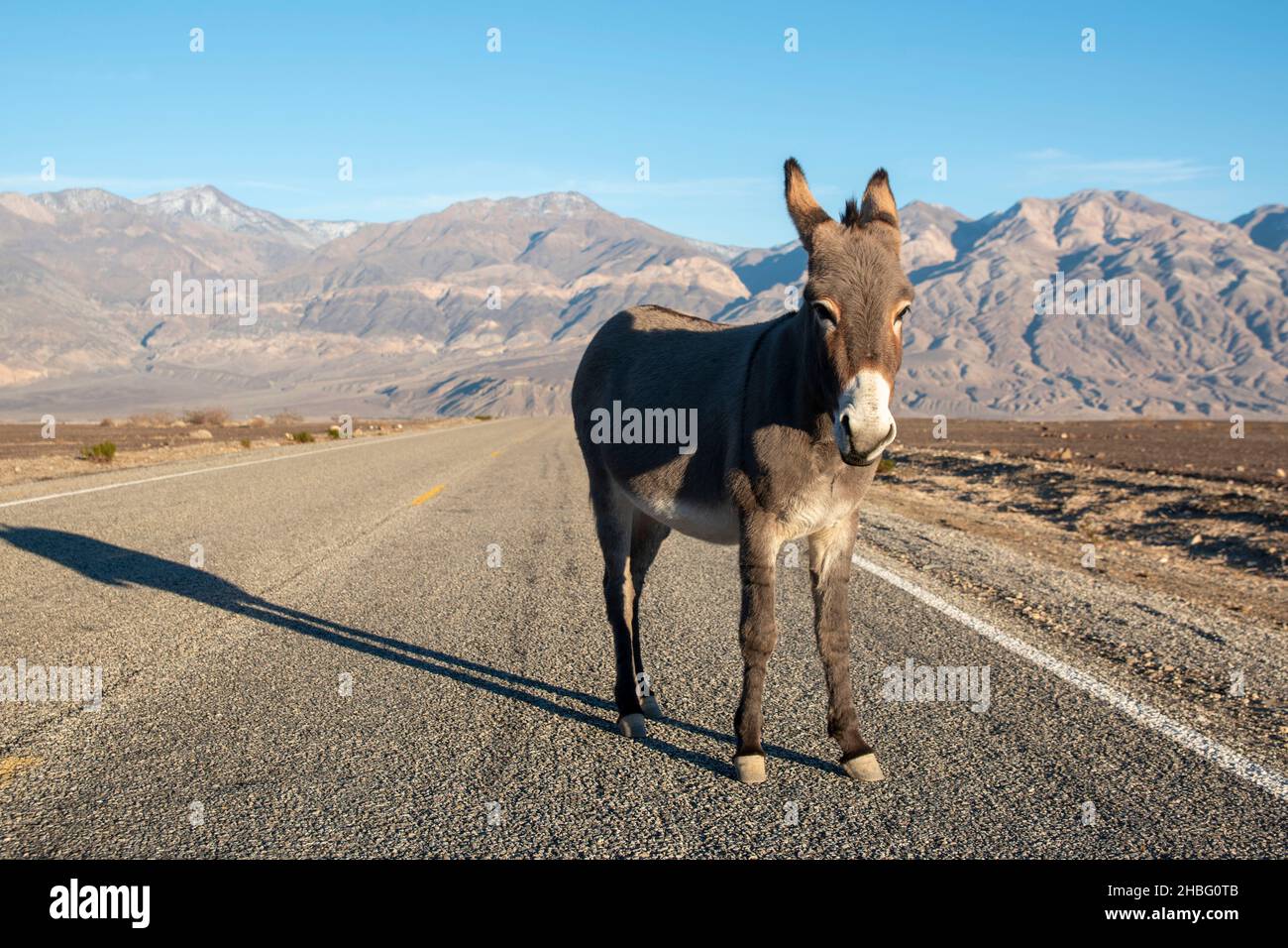 Wild burros live in the desert in and around Death Valley National Park ...