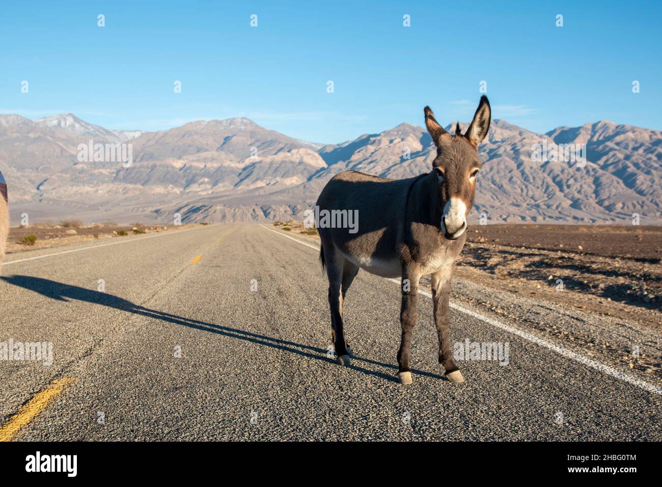 Wild burros live in the desert in and around Death Valley National Park ...