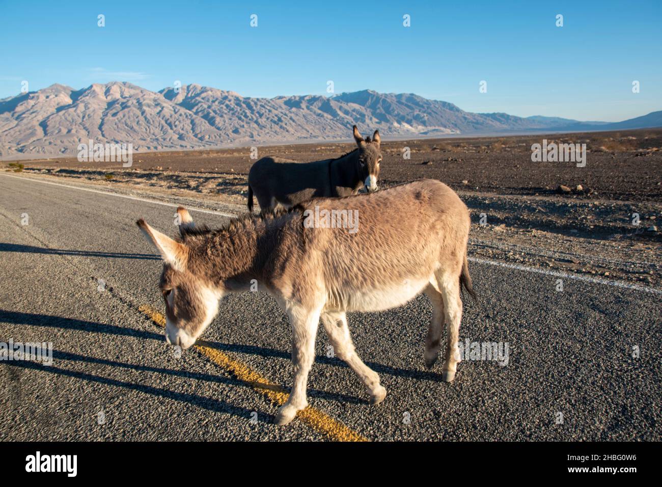 Wild burros live in the desert in and around Death Valley National Park ...