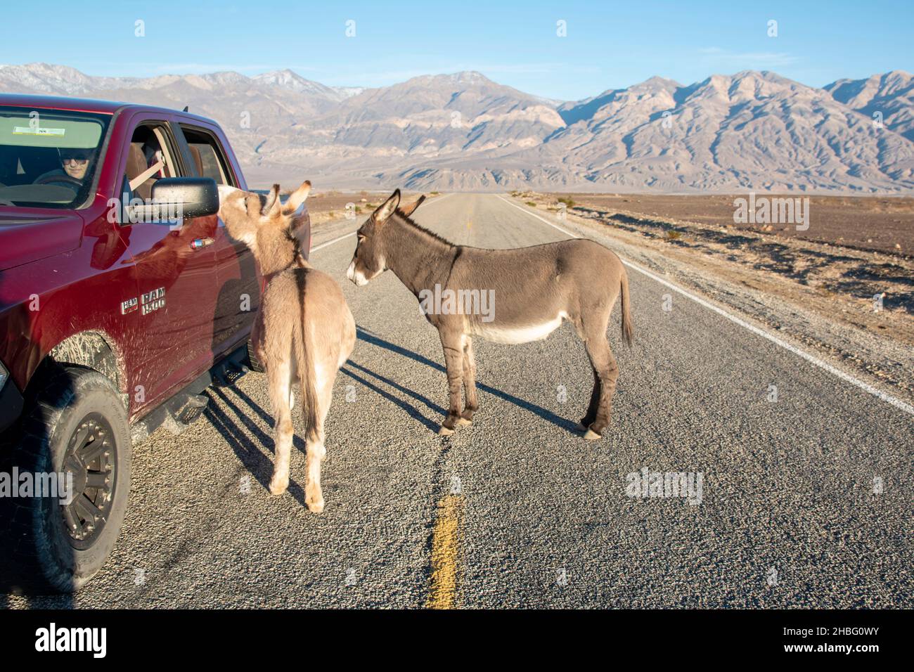 Wild burros live in the desert in and around Death Valley National Park ...