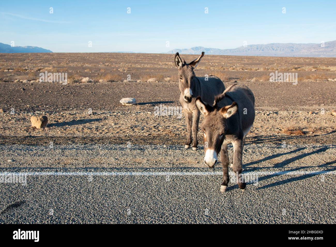 Wild burros live in the desert in and around Death Valley National Park ...