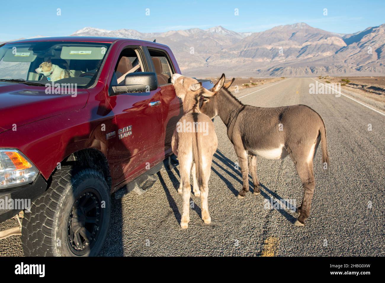 Wild burros live in the desert in and around Death Valley National Park ...