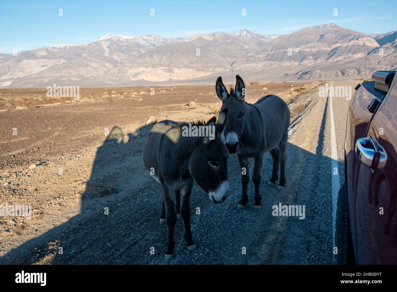 Wild burros live in the desert in and around Death Valley National Park ...