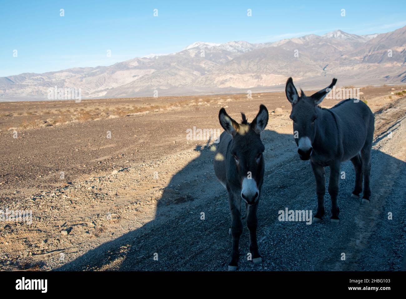 Wild burros live in the desert in and around Death Valley National Park ...
