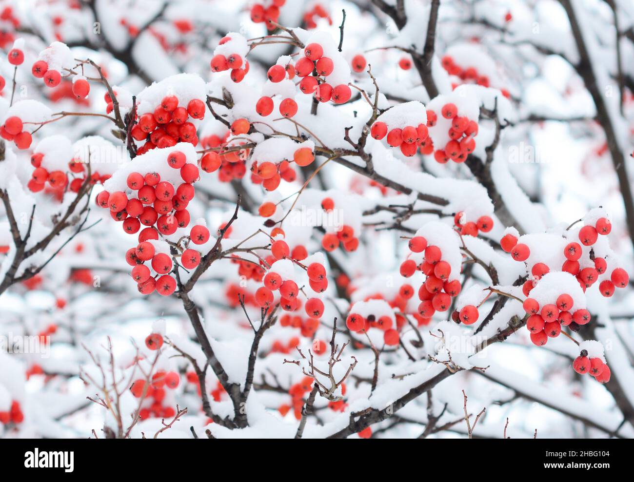 Winter background with red Rowan berries and snow. Branches of a Rowan ...