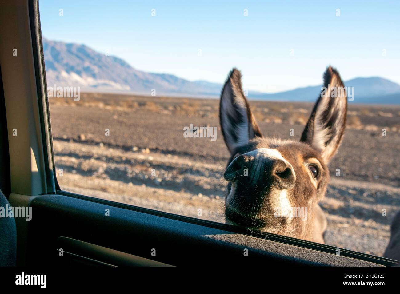 Wild burros live in the desert in and around Death Valley National Park ...