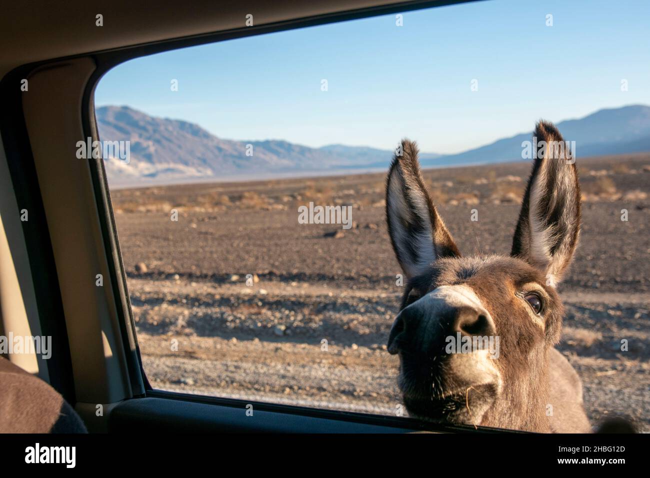 Wild burros live in the desert in and around Death Valley National Park ...