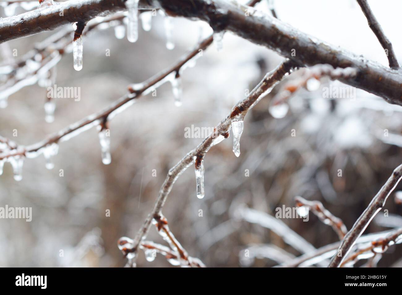A close-up of a tree branch covered with ice and icicles after freezing ...