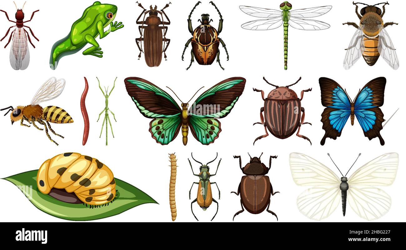 Different insects collection isolated on white background illustration ...