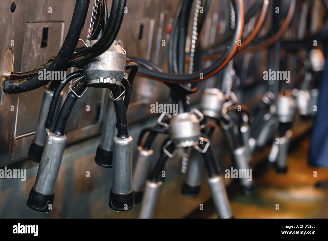 Cow milking machine in a cow farm Stock Photo - Alamy