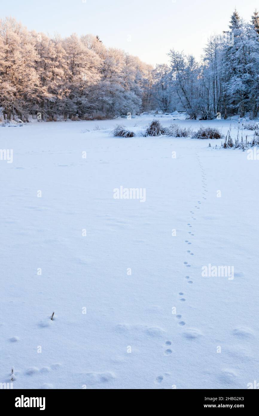 Fox tracks in snow hi-res stock photography and images - Alamy