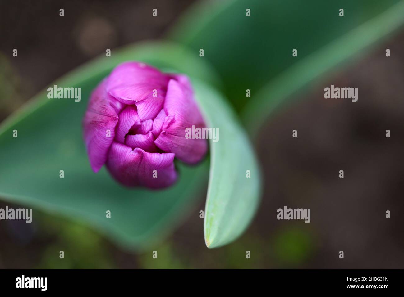 Top view tulip hi-res stock photography and images - Alamy