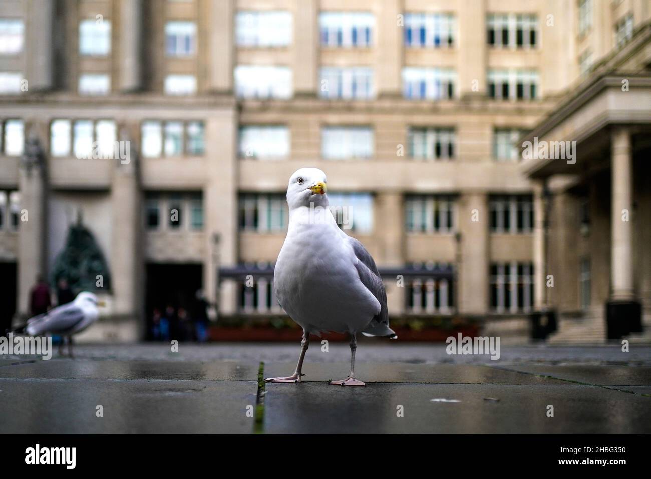 A gull in Liverpool city centre Stock Photo - Alamy