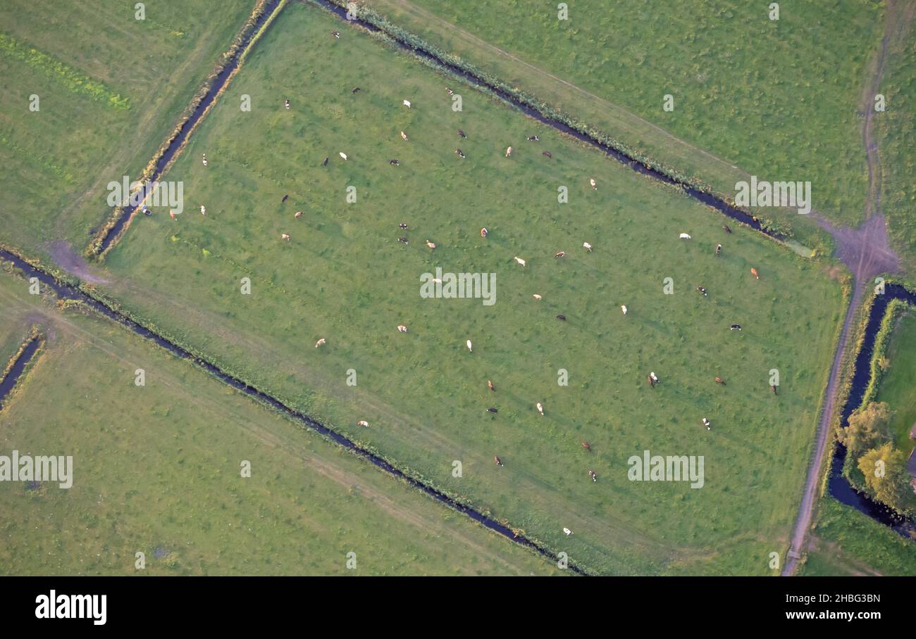 Aerial view of cows in the field, Friesland Stock Photo - Alamy