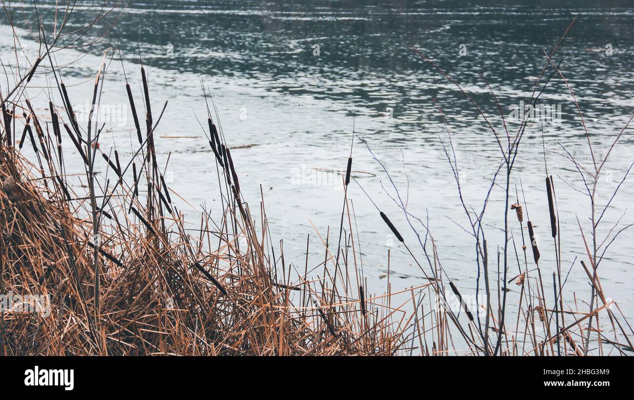 Reeds by the river. Beautiful river. Nature. Wallpaper. Background ...