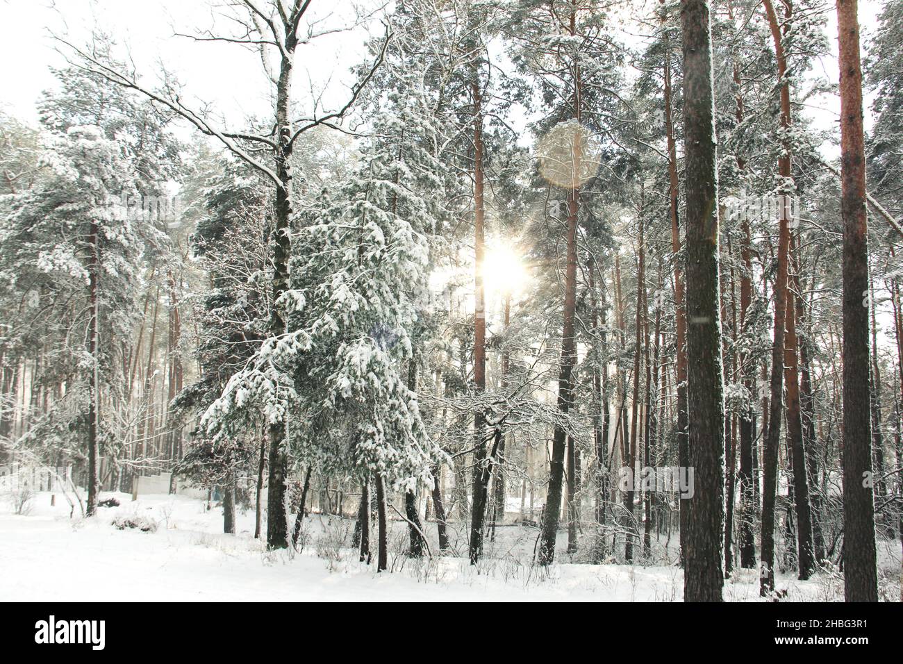 Wonderful winter forest. Sun beams in a beautiful winter forest ...
