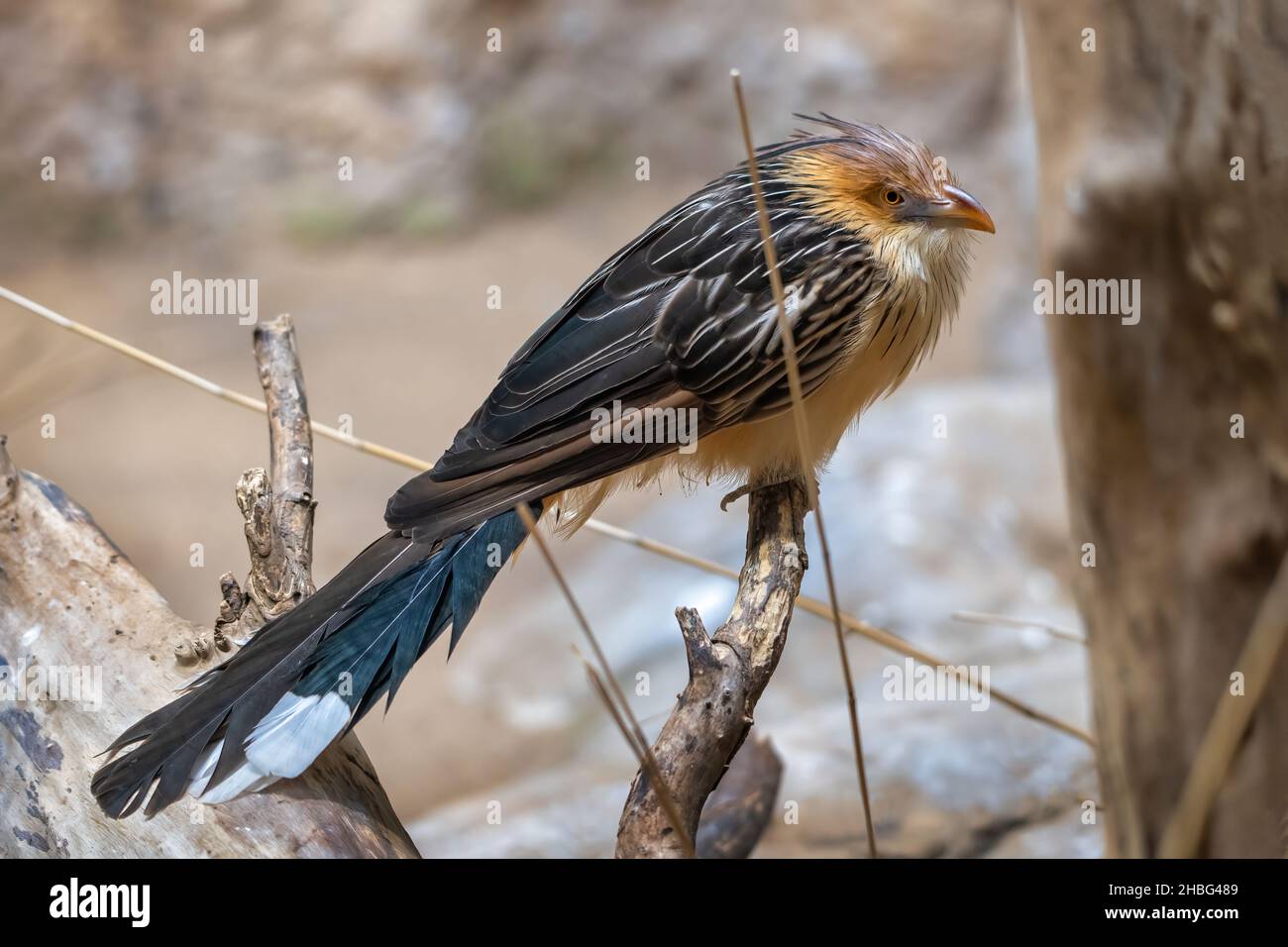 The guira cuckoo (Guira guira) on a branch, bird in the family ...