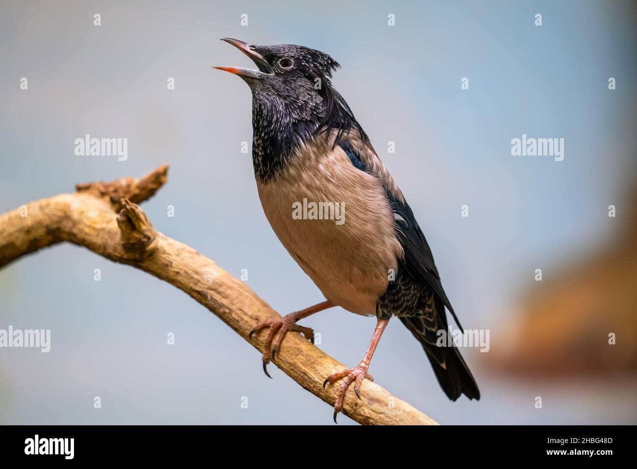 The Rosy Starling (Pastor roseus) on a branch, passerine bird in the starling family Sturnidae ...