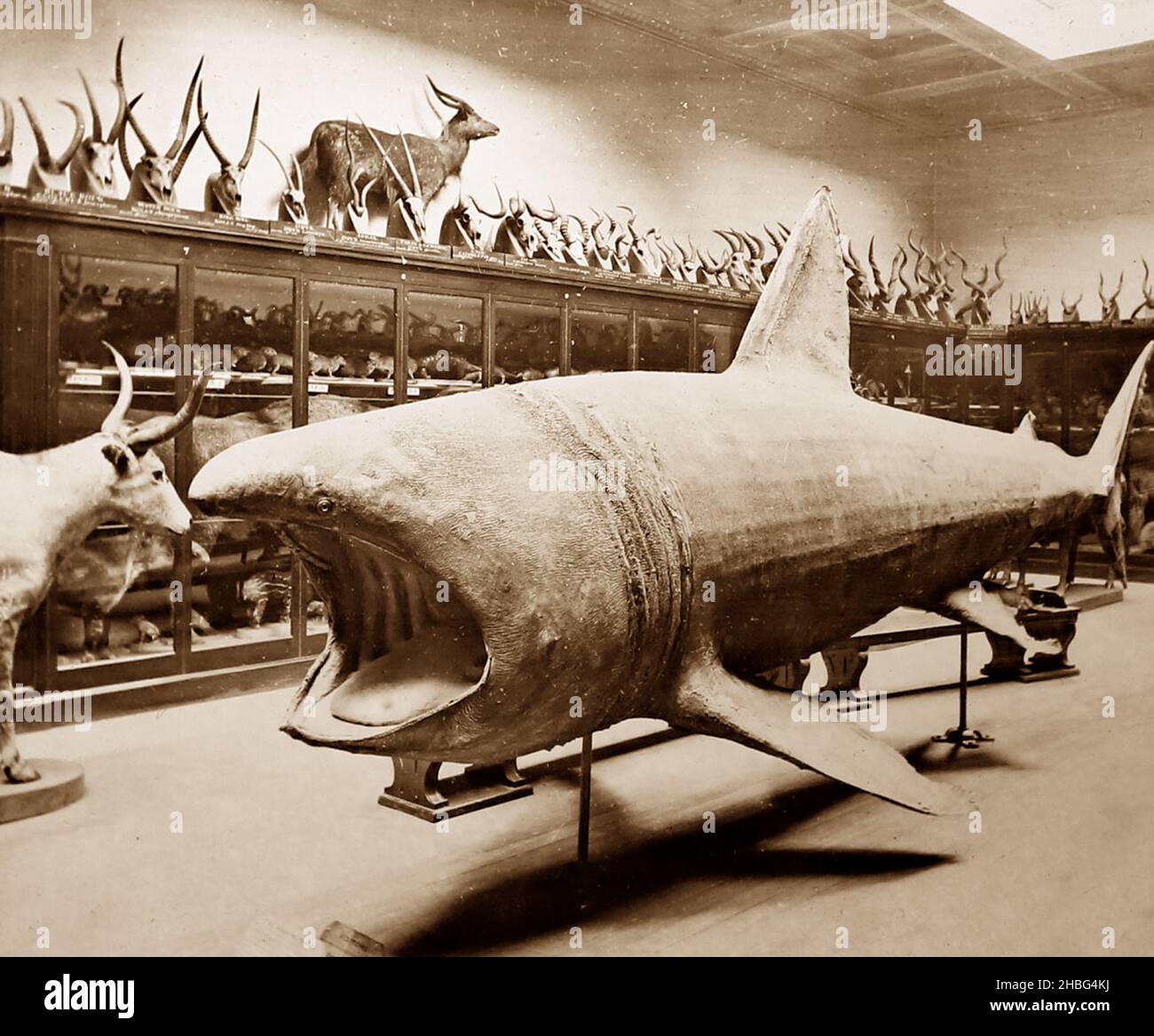 Taxidermy shark hi-res stock photography and images - Alamy