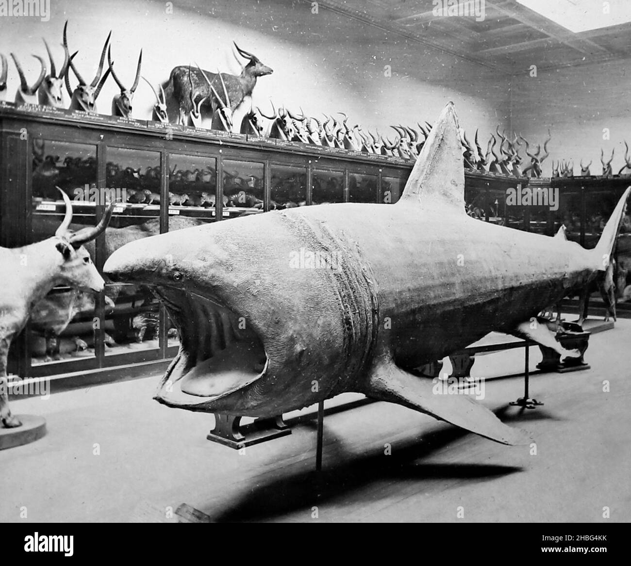 Shark, British Museum, Victorian period Stock Photo - Alamy