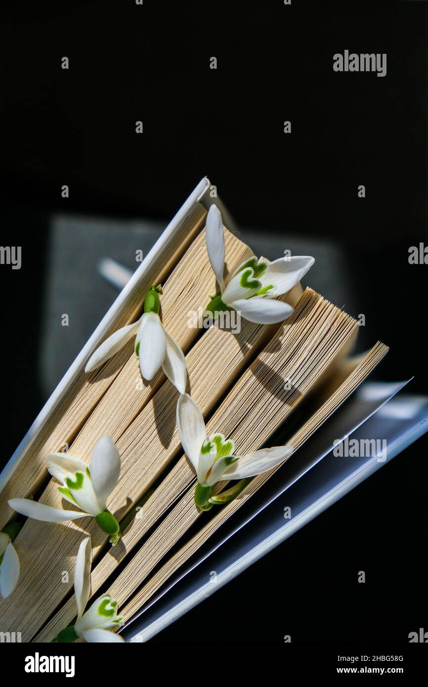 Snowdrop flowers on an old book. Early First spring flowers. Hello ...