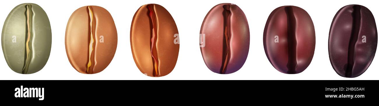 Realistic coffee beans roasting stage from raw to dark. Arabica seeds ...