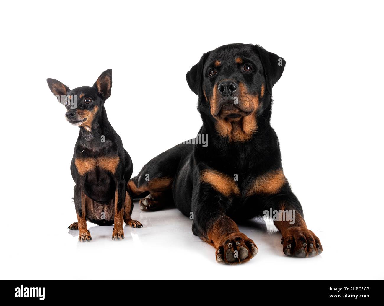 miniature pinscher and rottweiler in front of white background Stock ...