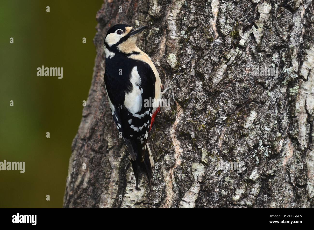 great spotted woodpecker Stock Photo - Alamy