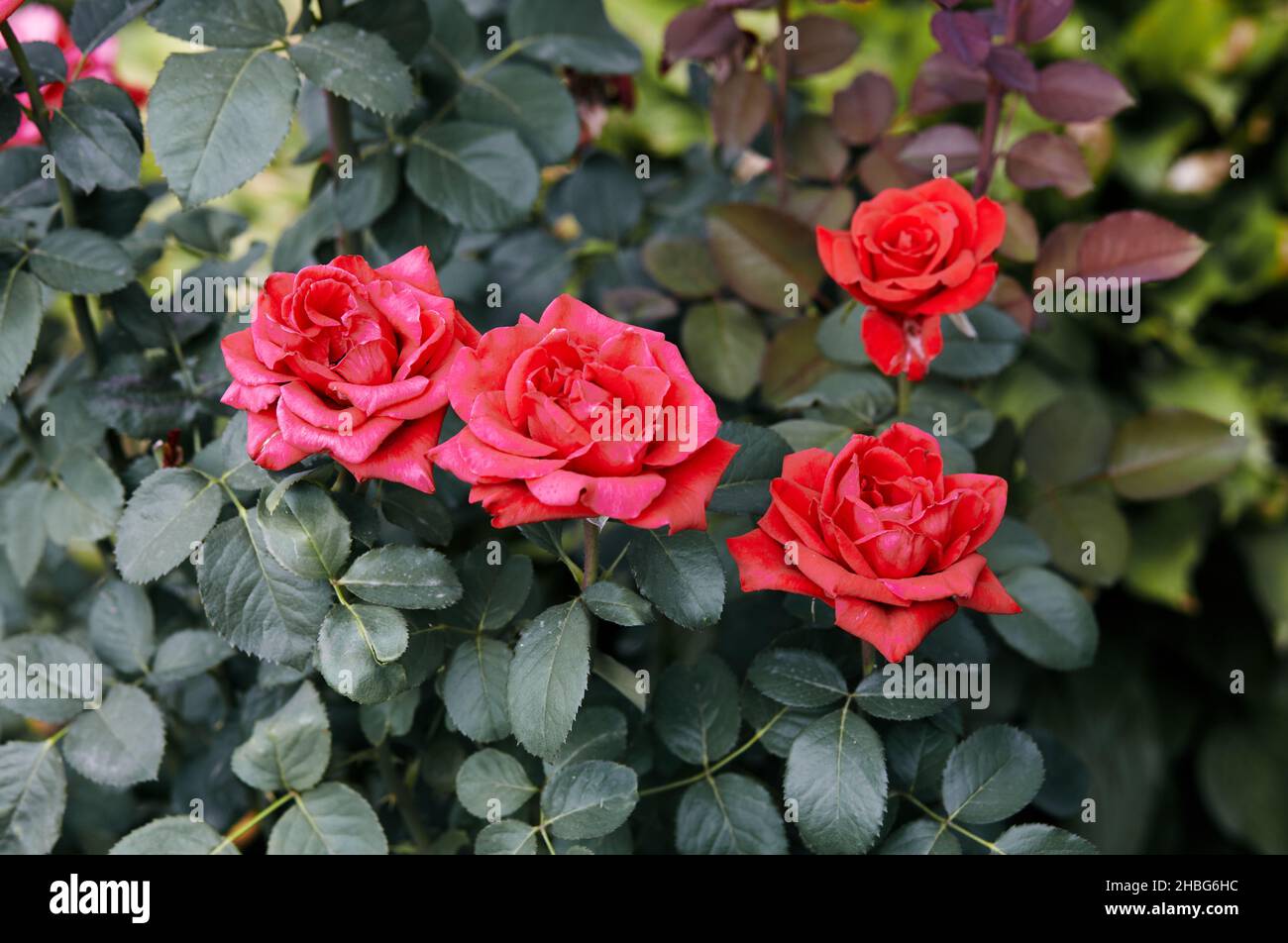 Bouquet red roses in the garden. A bush of beautiful roses in summer ...