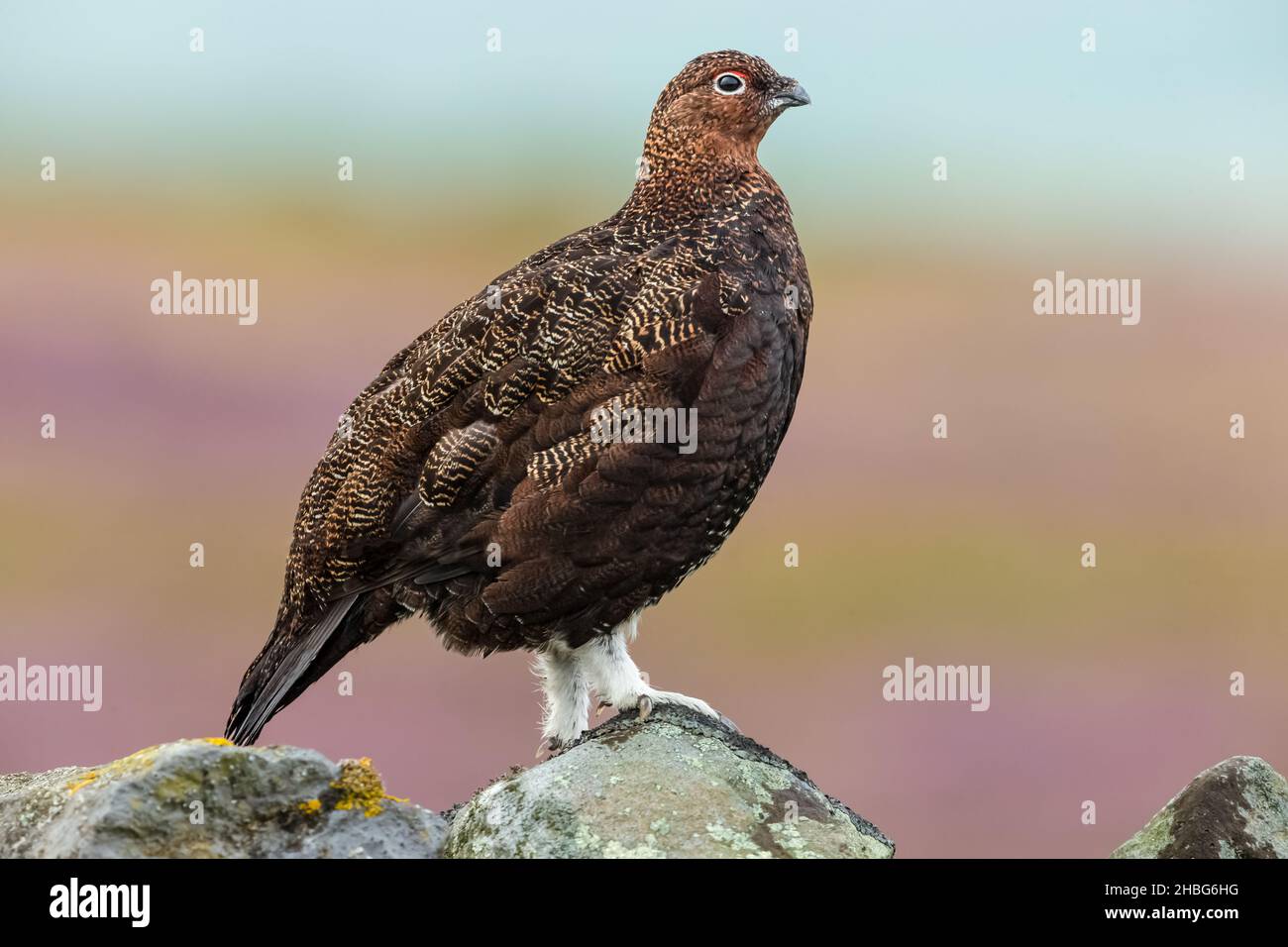 Red Grouse male, scientific name: Lagopus Lagopus. Close up of a red ...