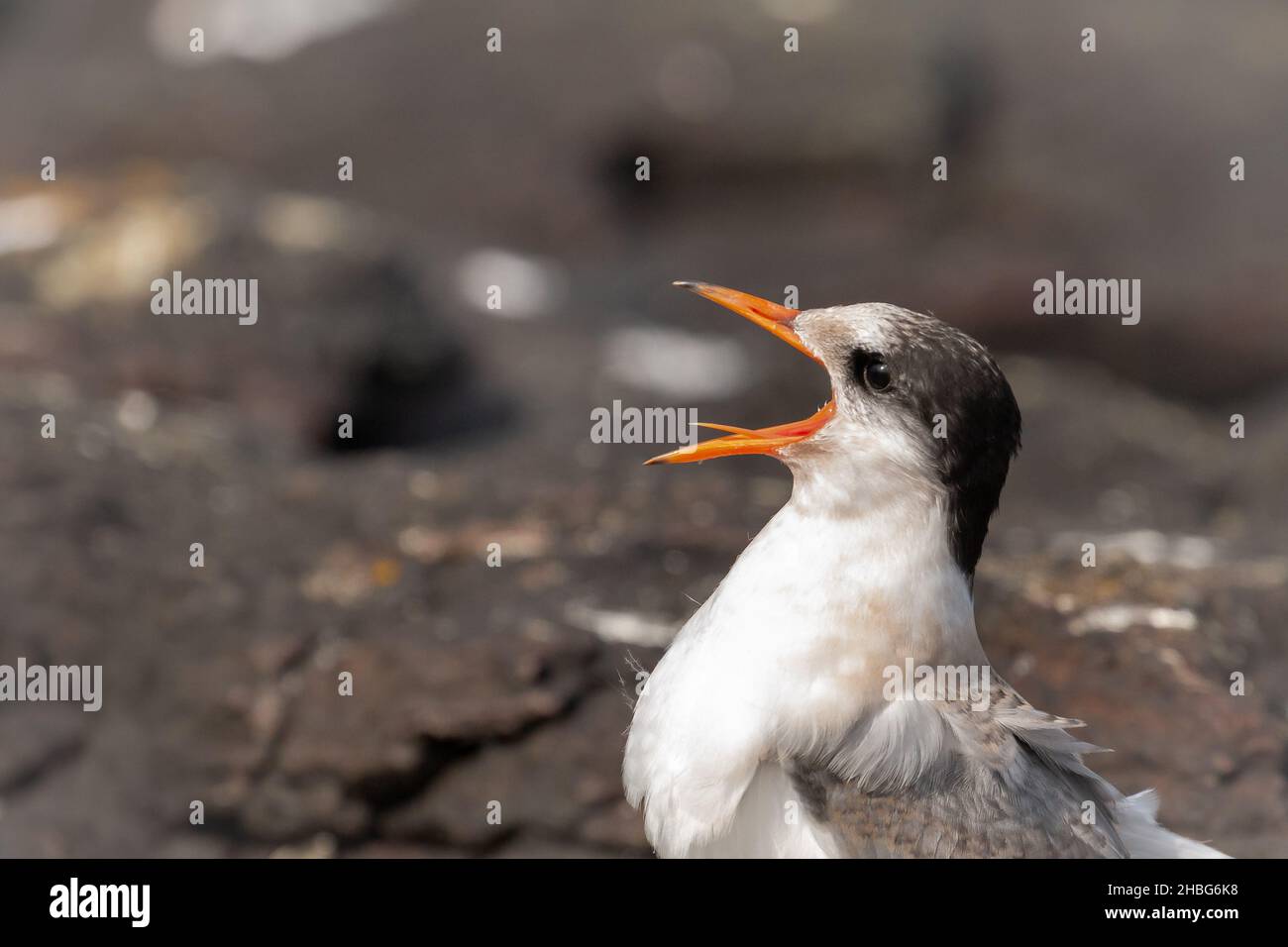An adolescent arctic tern (Sterna paradisaea) calls for its' parents to ...