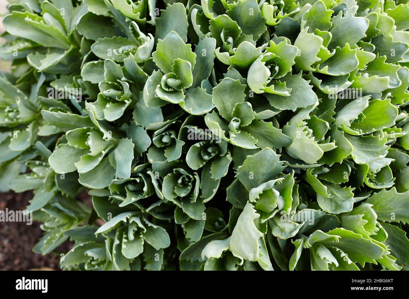 Top view ornamental grass plant hi-res stock photography and images - Alamy