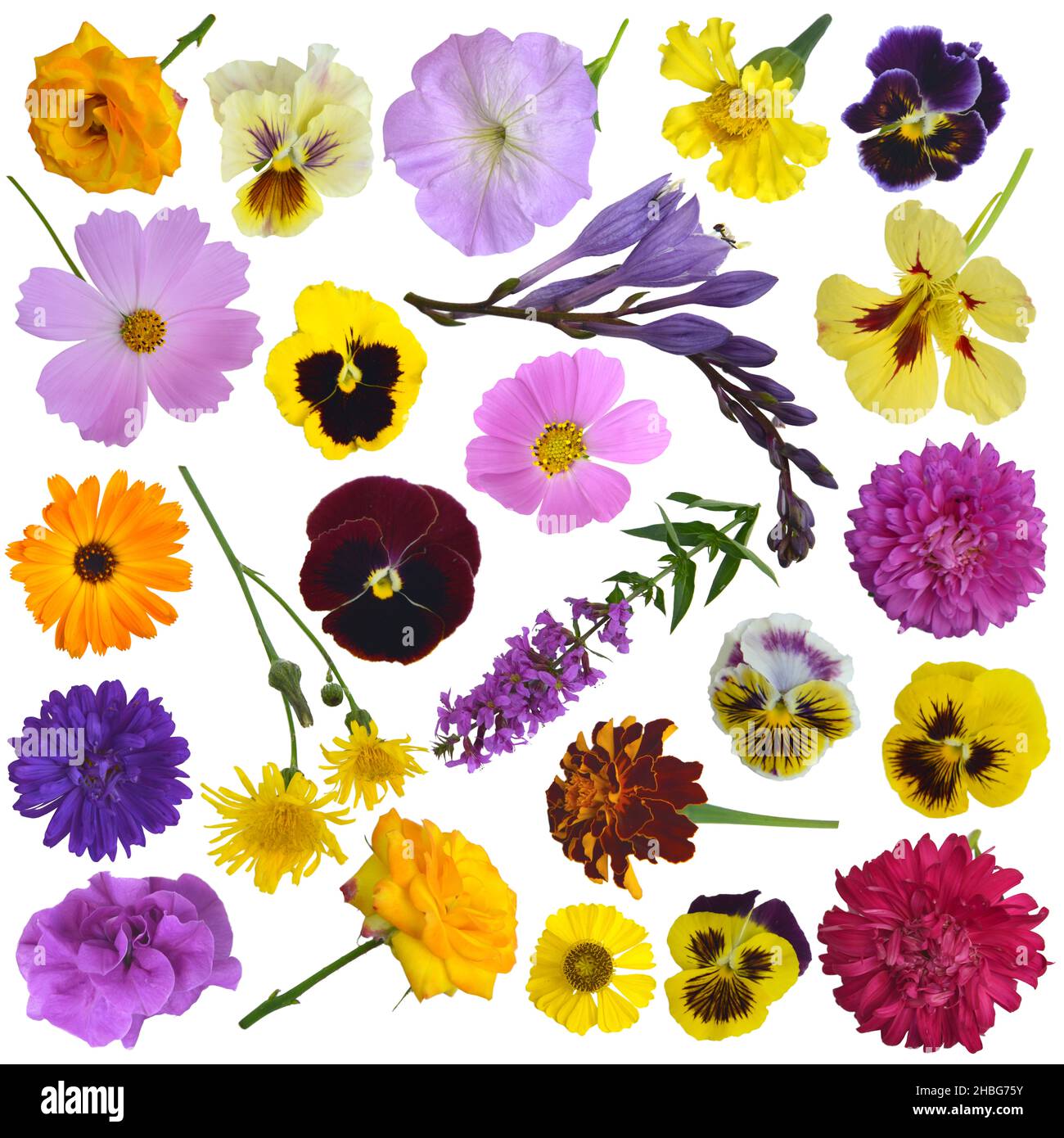 Daisy Clip Art
